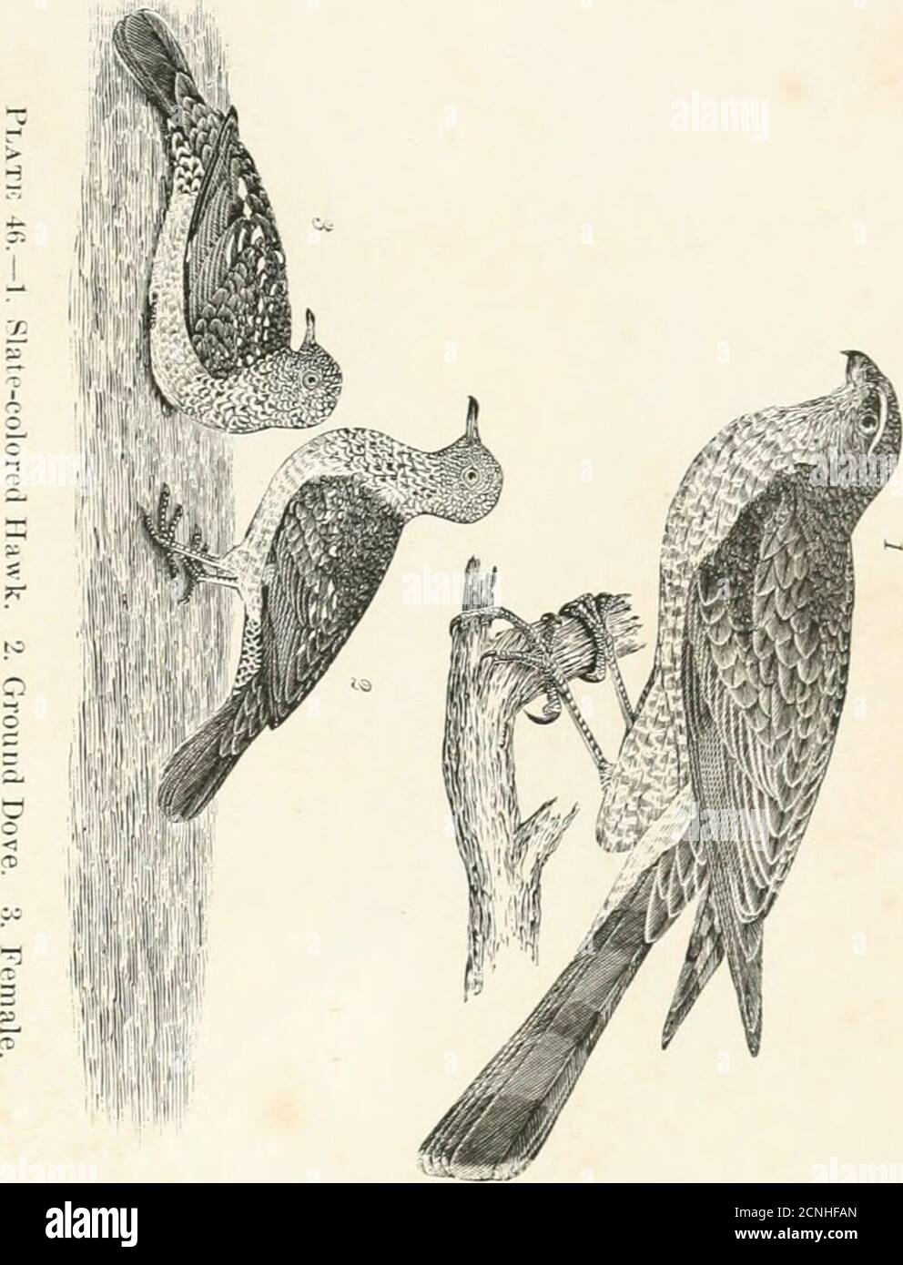 . American ornithology, or, The natural history of the birds of the ...