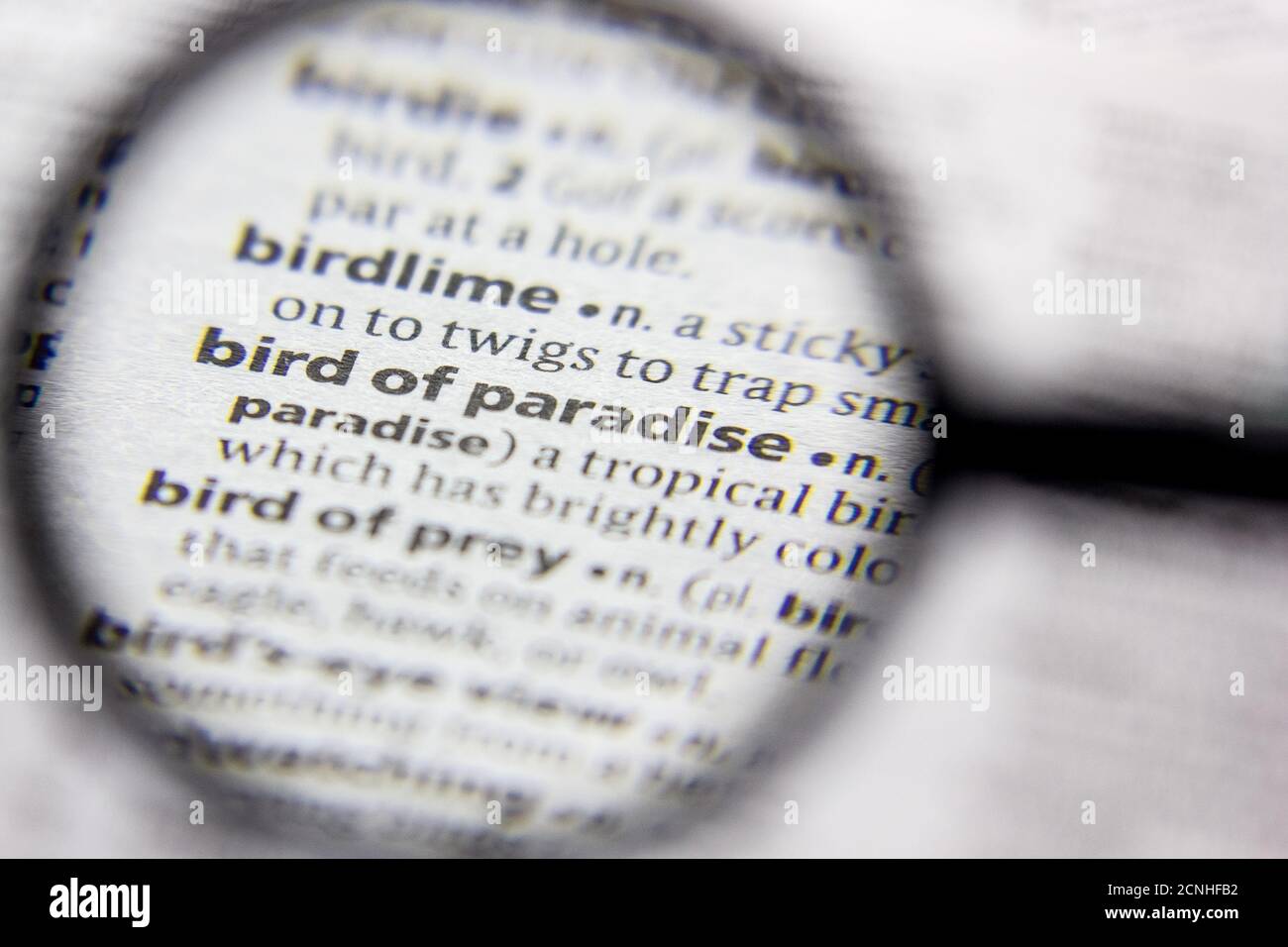 Word or phrase Bird of Paradise in a dictionary Stock Photo - Alamy