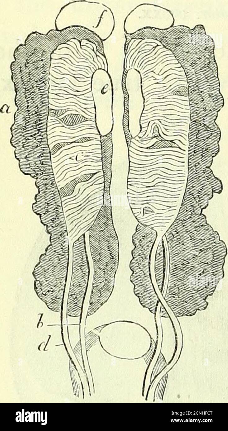 . On the anatomy of vertebrates [electronic resource] . e mature bird ...