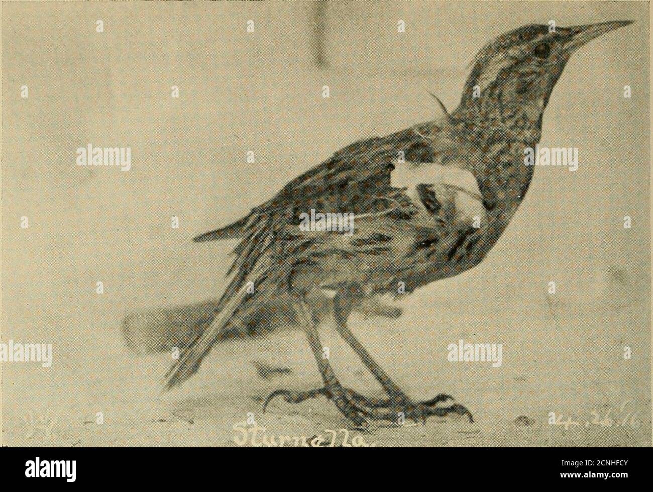 Gunshot wound leg hi-res stock photography and images - Alamy