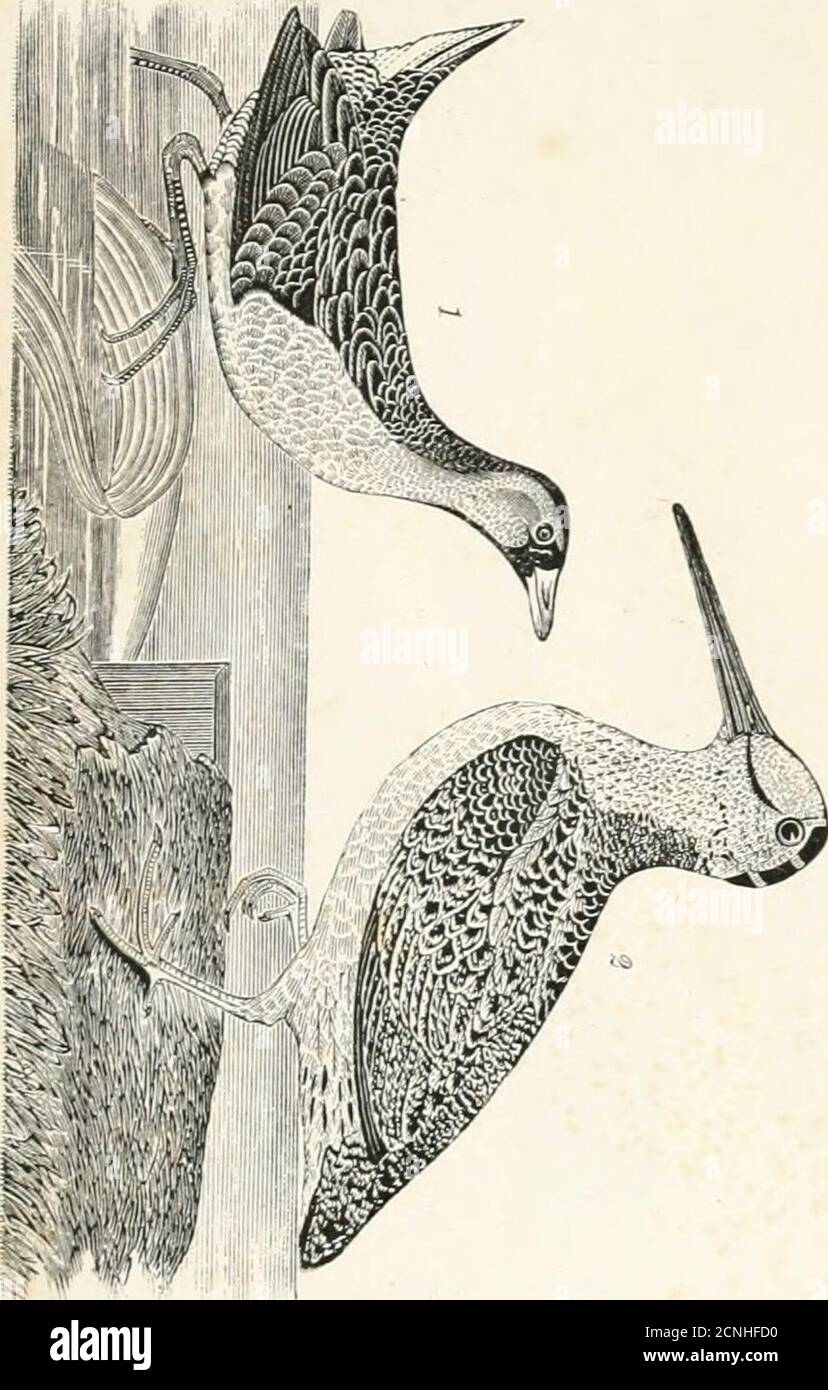 . American ornithology, or, The natural history of the birds of the ...