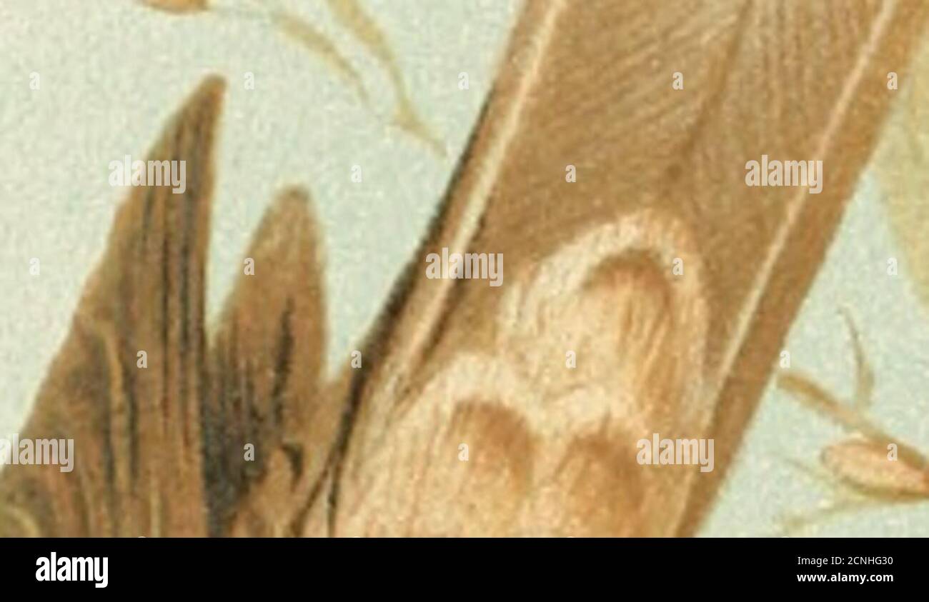 Aviculturists garden hi-res stock photography and images - Alamy