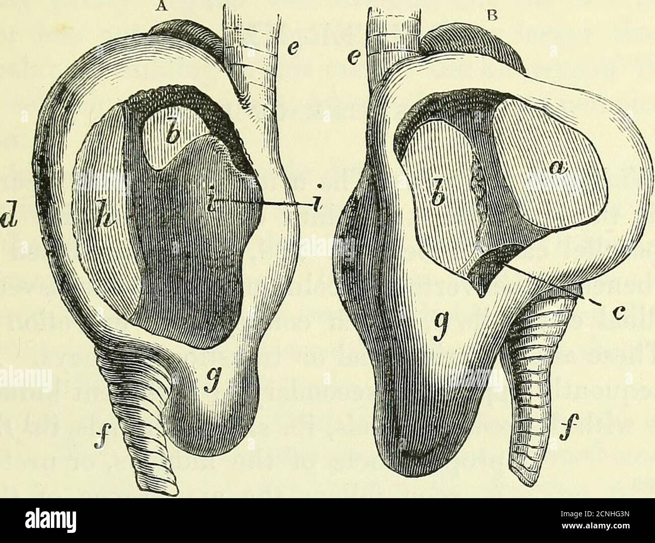 Vocal folds hi-res stock photography and images - Alamy