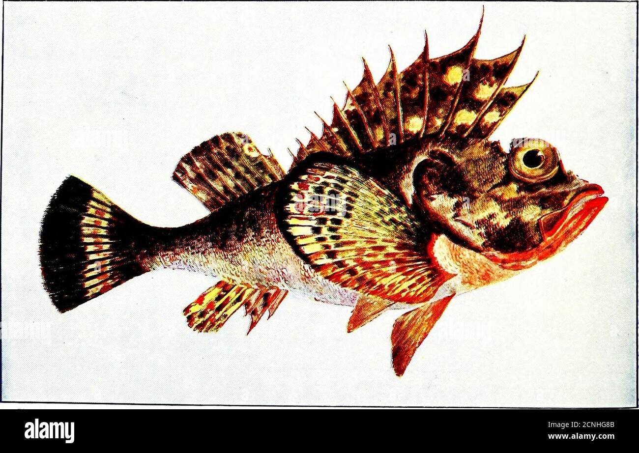 Western australian scarlet rock cod hi-res stock photography and images ...