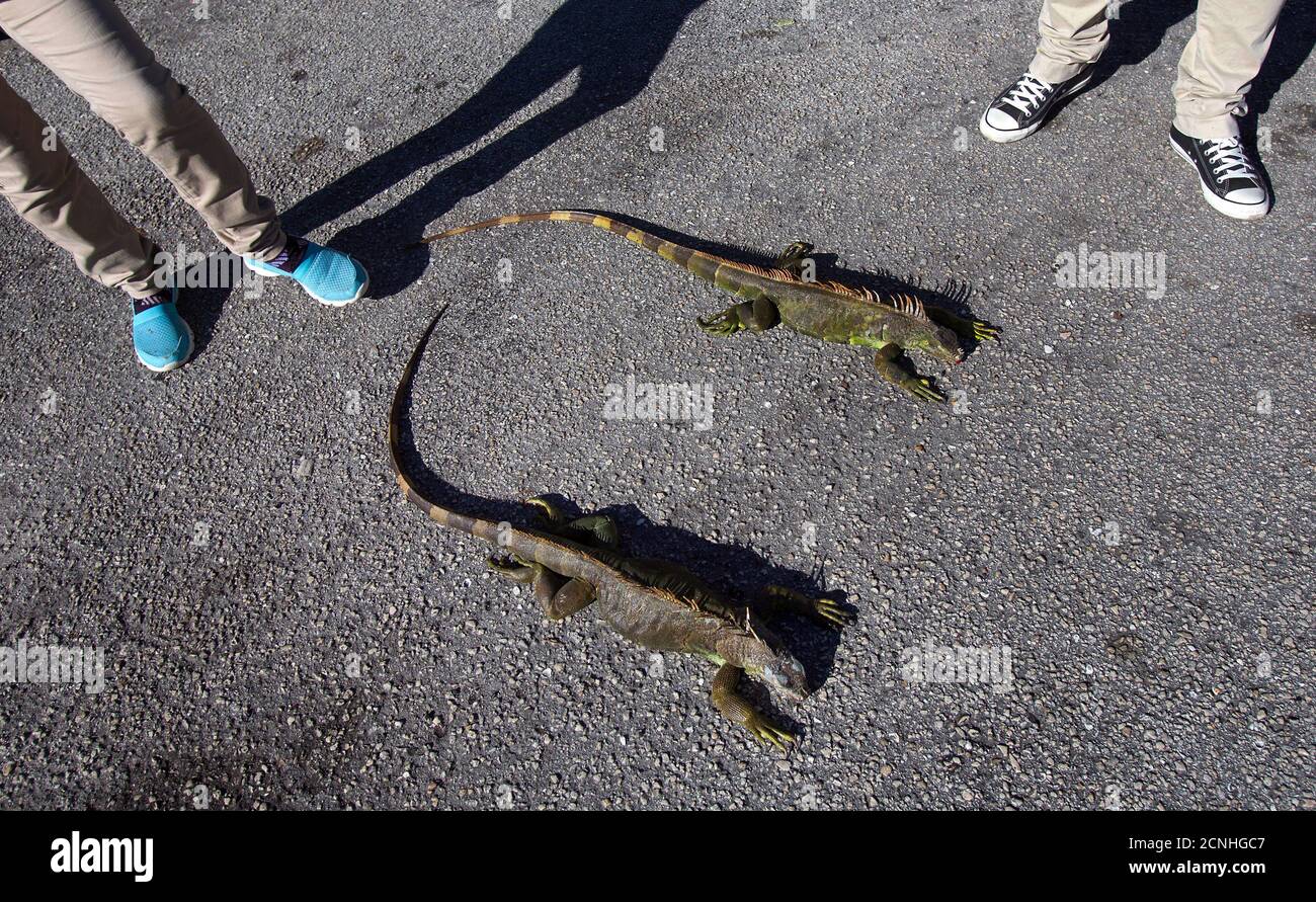 Iguanas cold stunned hi-res stock photography and images - Alamy