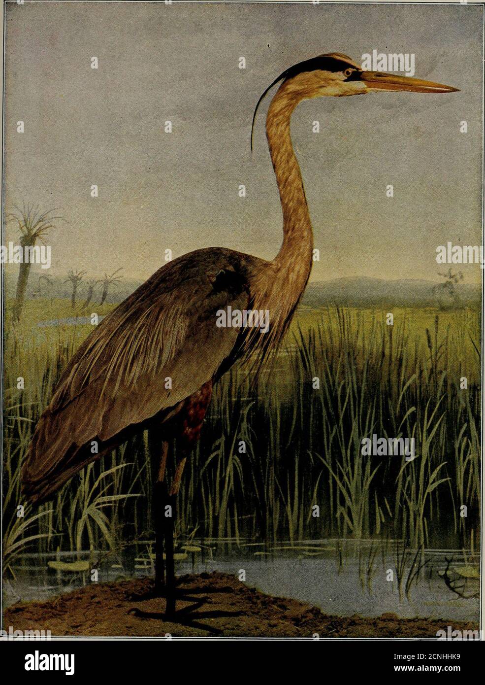 Chestnut foreneck hi-res stock photography and images - Alamy