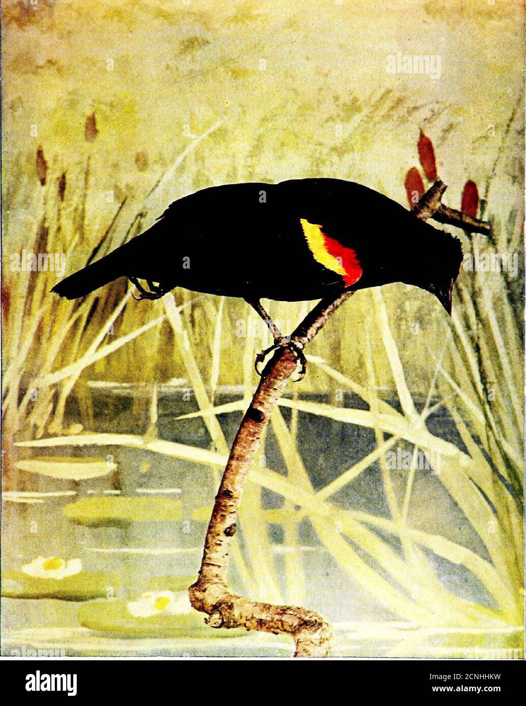 Three forked pole hi-res stock photography and images - Alamy