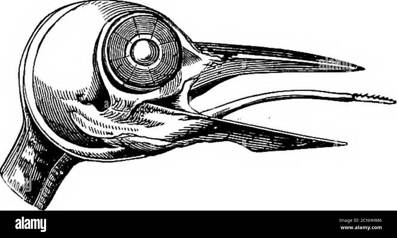 Pre Birds Species