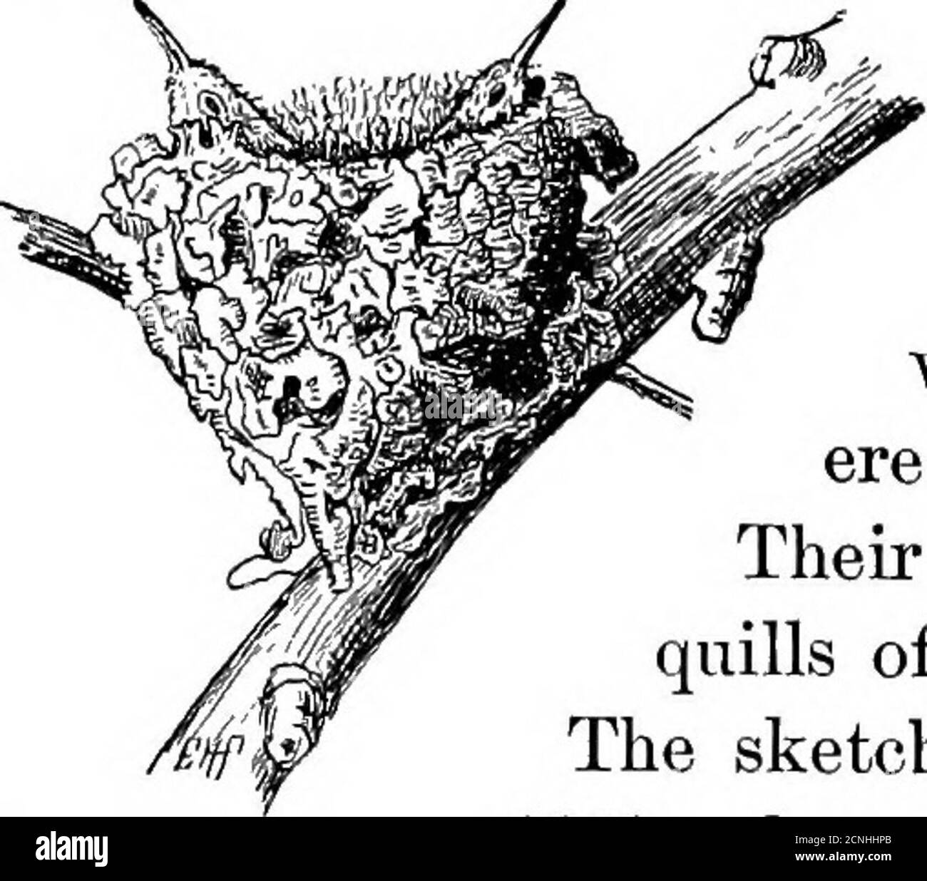 Birds protecting young Cut Out Stock Images & Pictures - Alamy