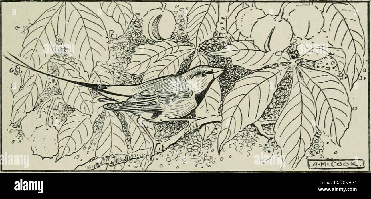 . Bird notes . se were available. When the Ribbon Finches arefeeding ...