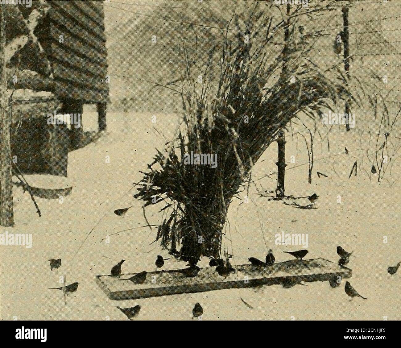 . Bird lore . PHOTOGRAPHING A ROBIN TENANTBy Wilbur F. Smith 2o6 Bird ...