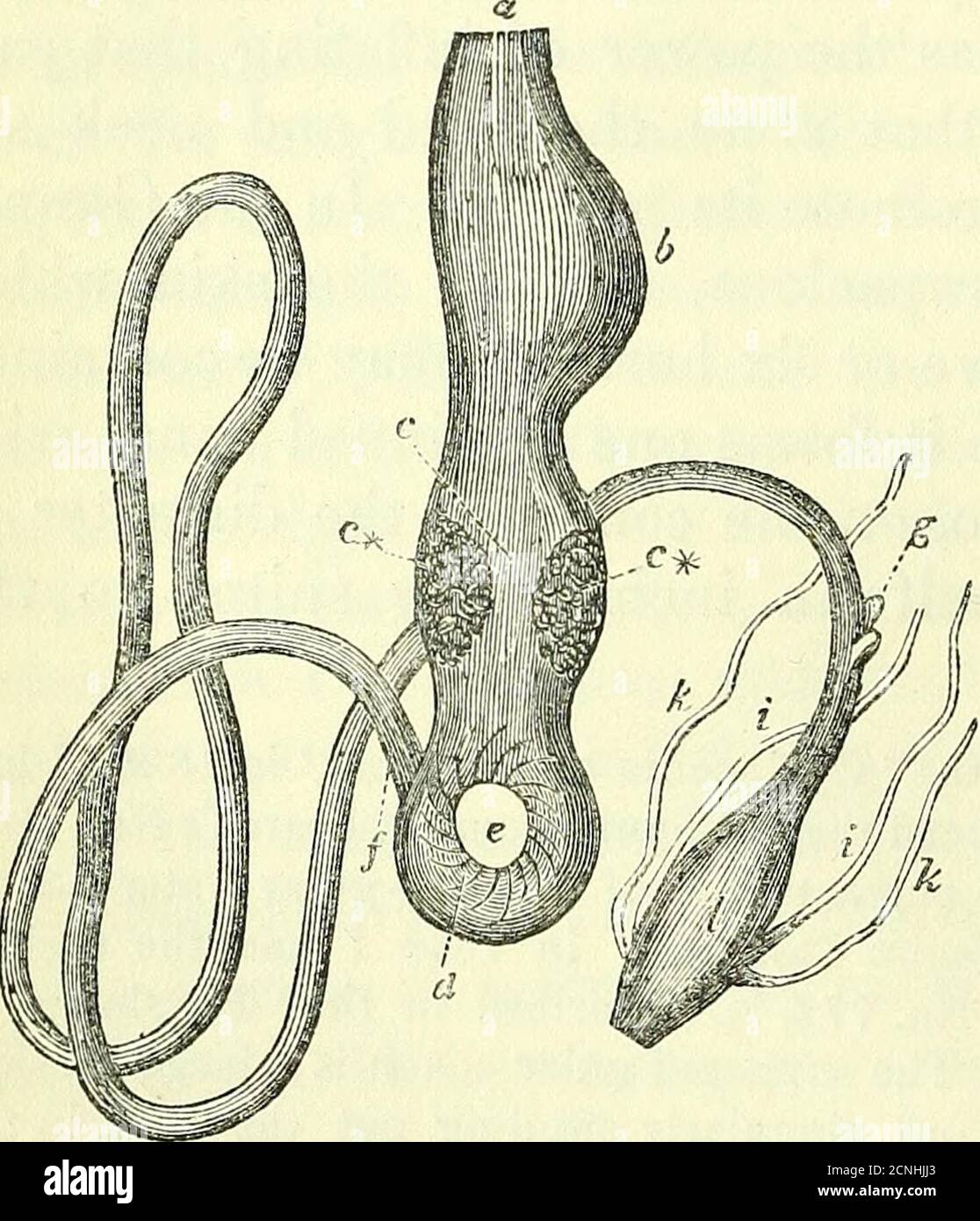 Stomach ostrich hi-res stock photography and images - Alamy