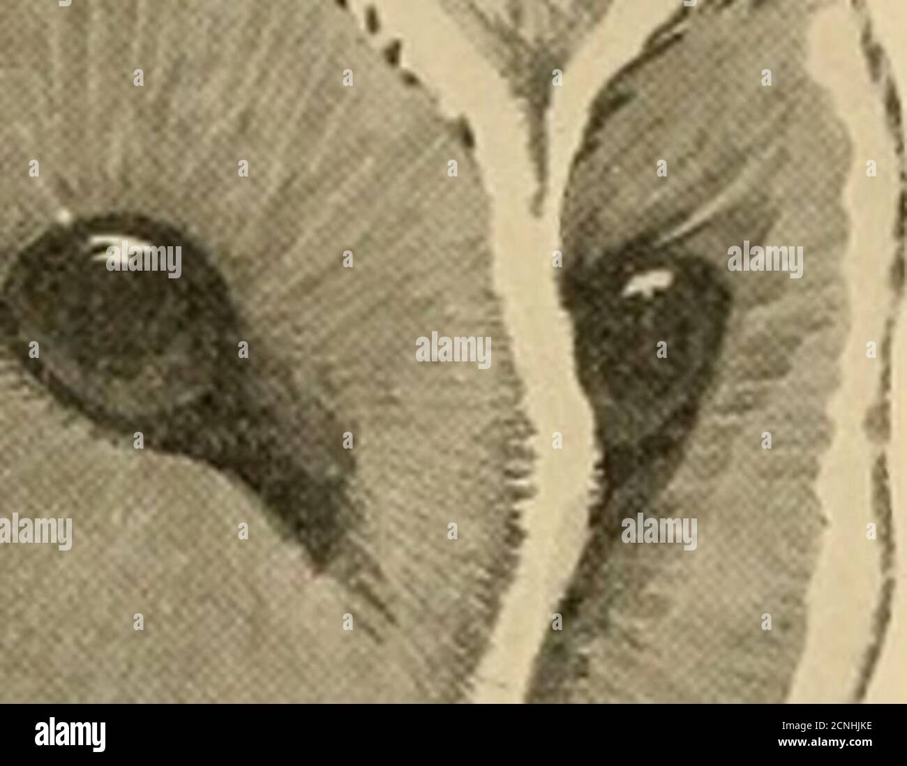 Foot of osprey hi-res stock photography and images - Alamy