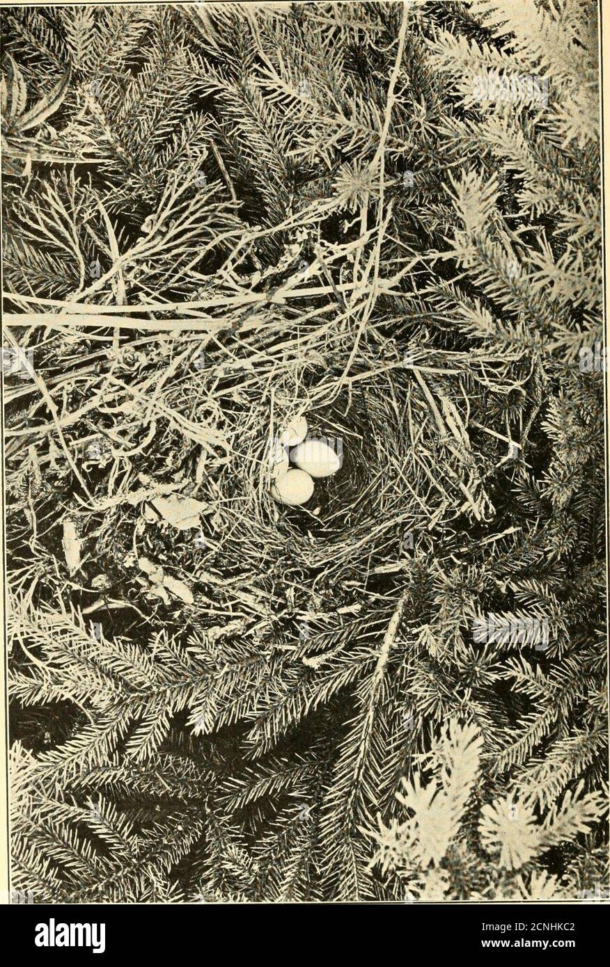 Veery nest hi-res stock photography and images - Alamy