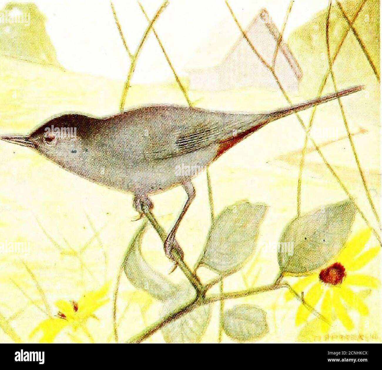 . Birds of eastern Canada . A. American Redstart (p. 216).Male Female ...