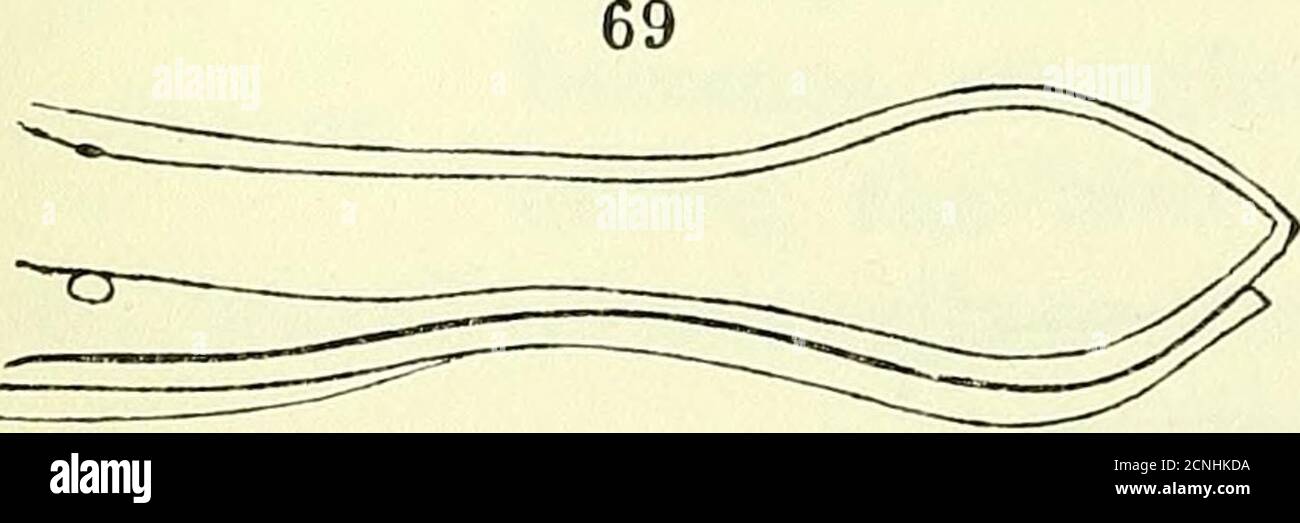 Anatomy of the ducks hi-res stock photography and images - Alamy