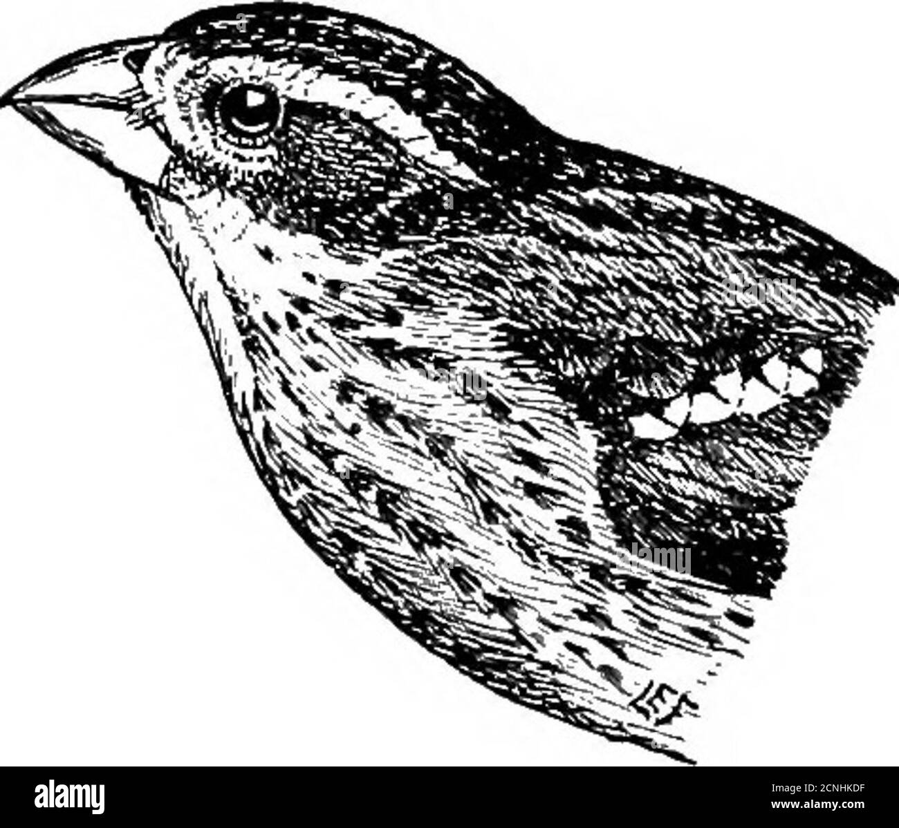Male bird attracting female Black and White Stock Photos & Images - Alamy