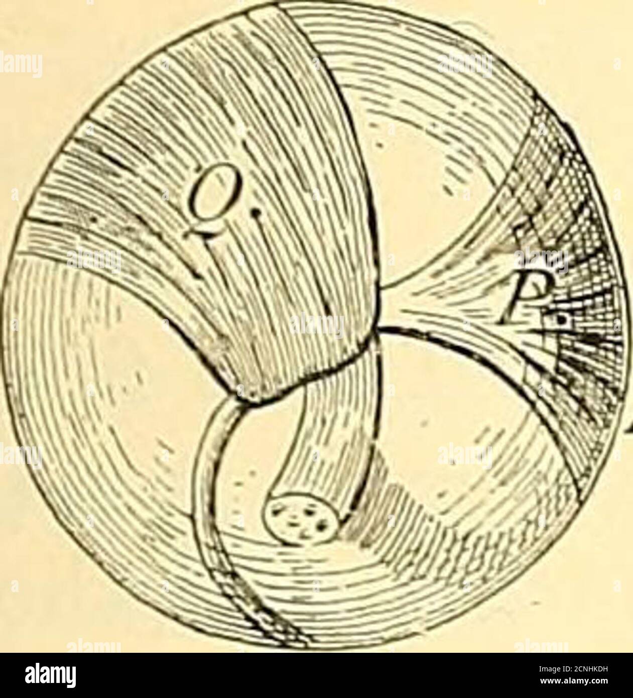 . A dictionary of birds . Vertical Section through THE EETINA of a ...