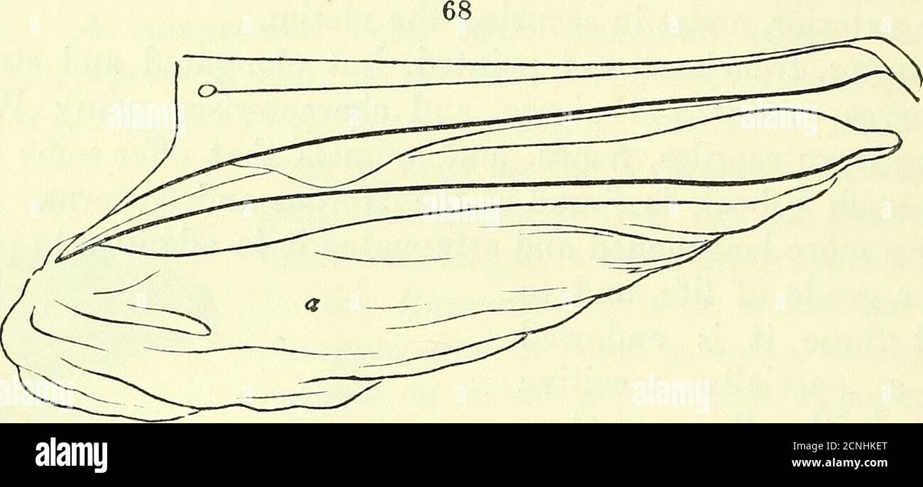 . On the anatomy of vertebrates [electronic resource] . Bill and pouch ...