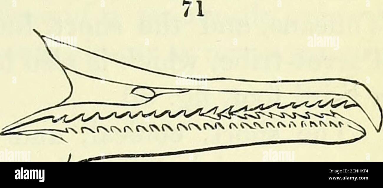 . On the anatomy of vertebrates [electronic resource] . Bill of the ...