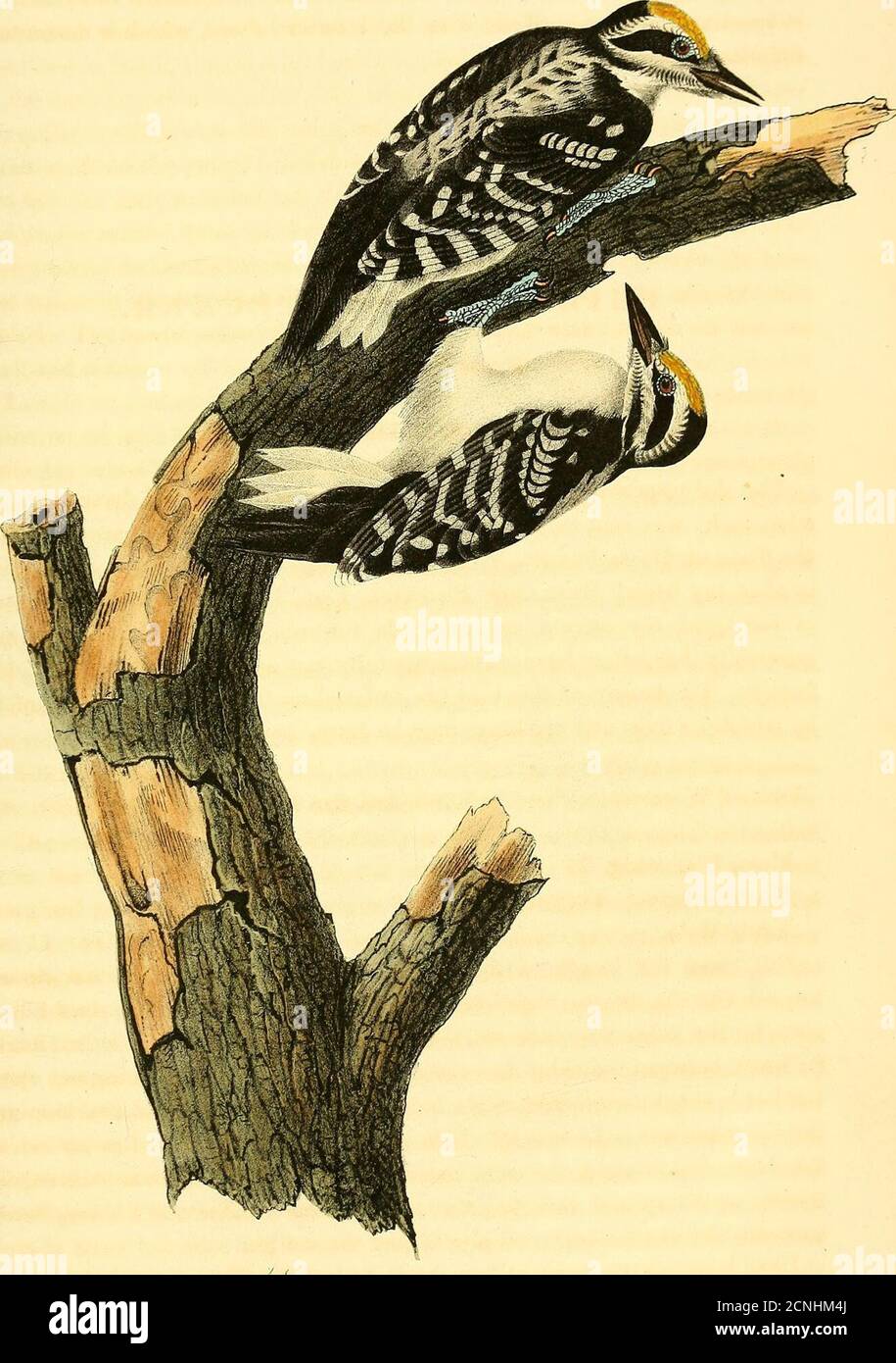 . The birds of America : from drawings made in the United States and ...