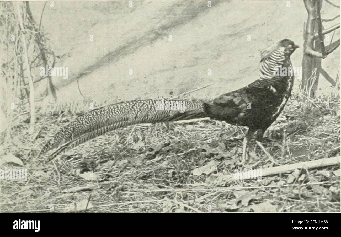 Golden pheasant display hi-res stock photography and images - Alamy