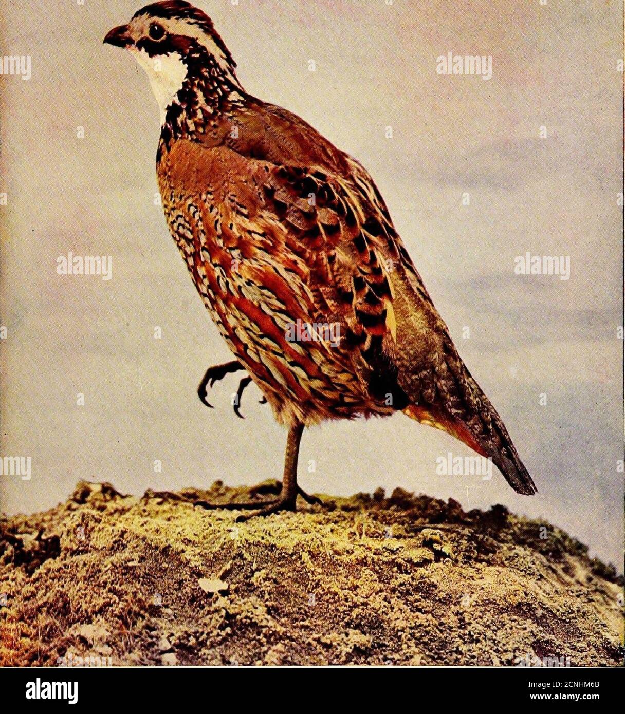 . Birds that hunt and are hunted: life histories of one hundred and ...