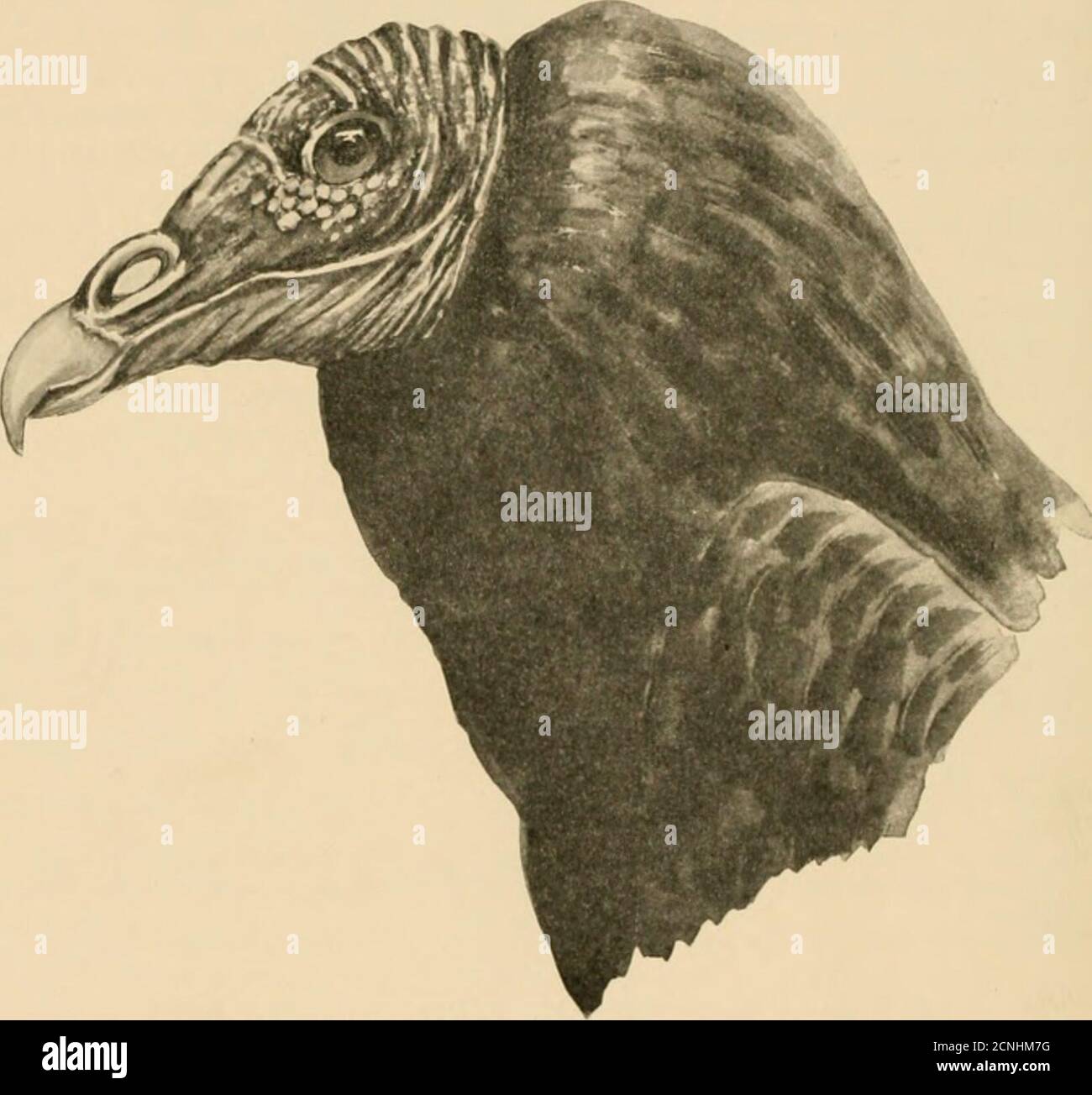 . Birds of North Carolina . and the claws blunt and but slightly curved ...