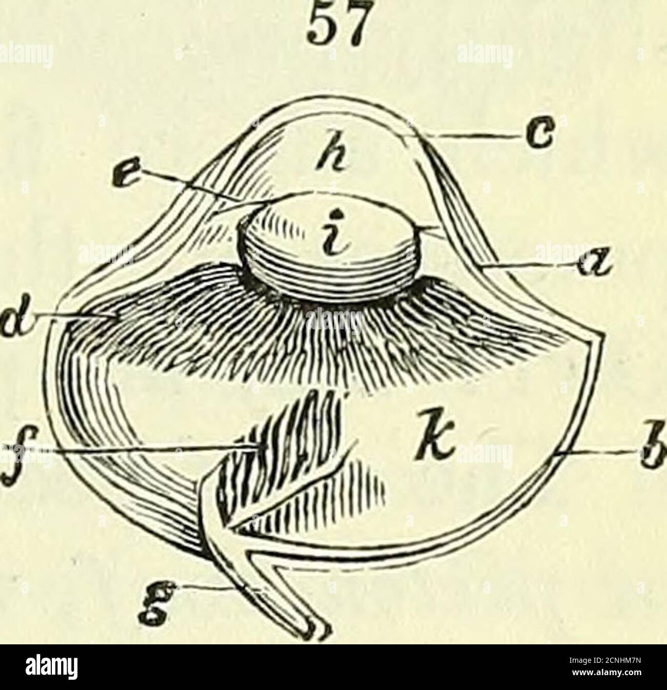 Choroid Coat High Resolution Stock Photography and Images - Alamy