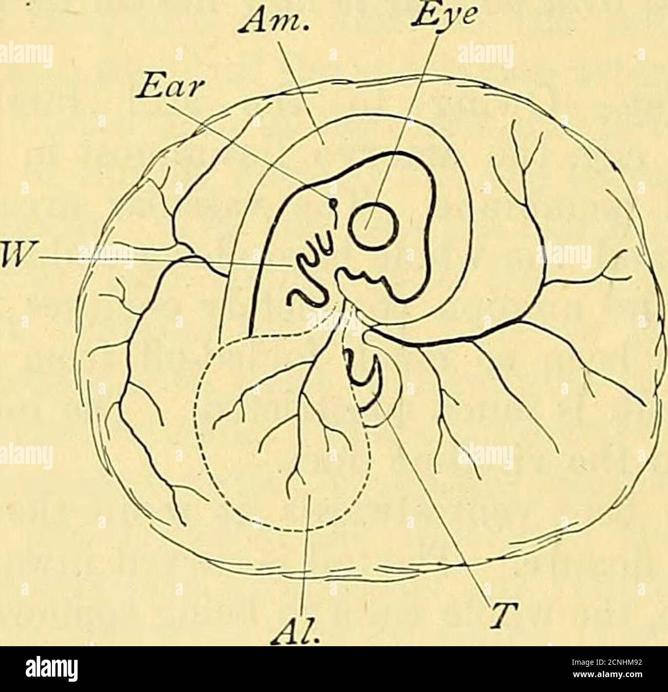 . A dictionary of birds . iotic layers. The embryo, lying on its left ...