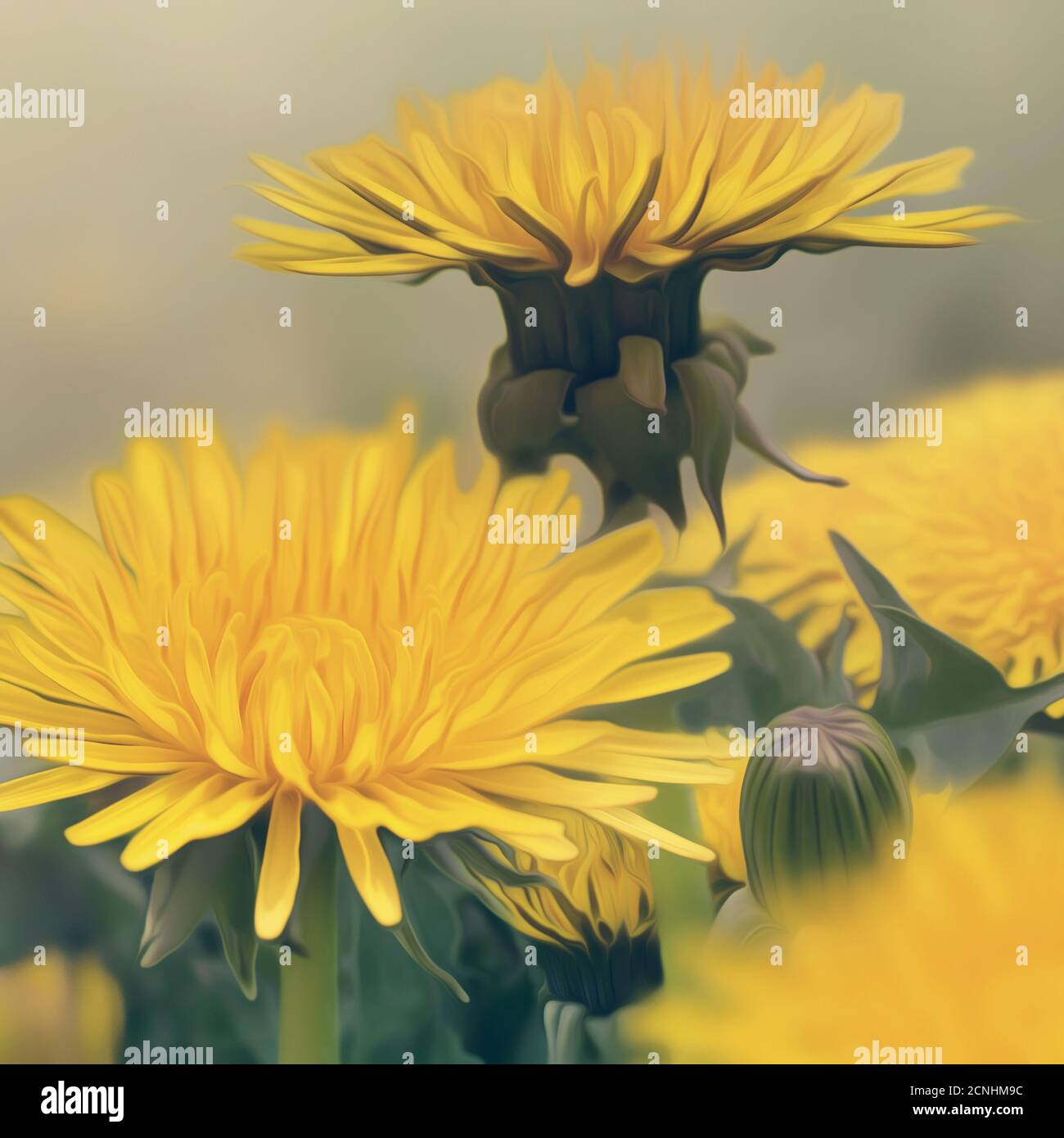 Spring flowers bloom summer hi-res stock photography and images - Alamy
