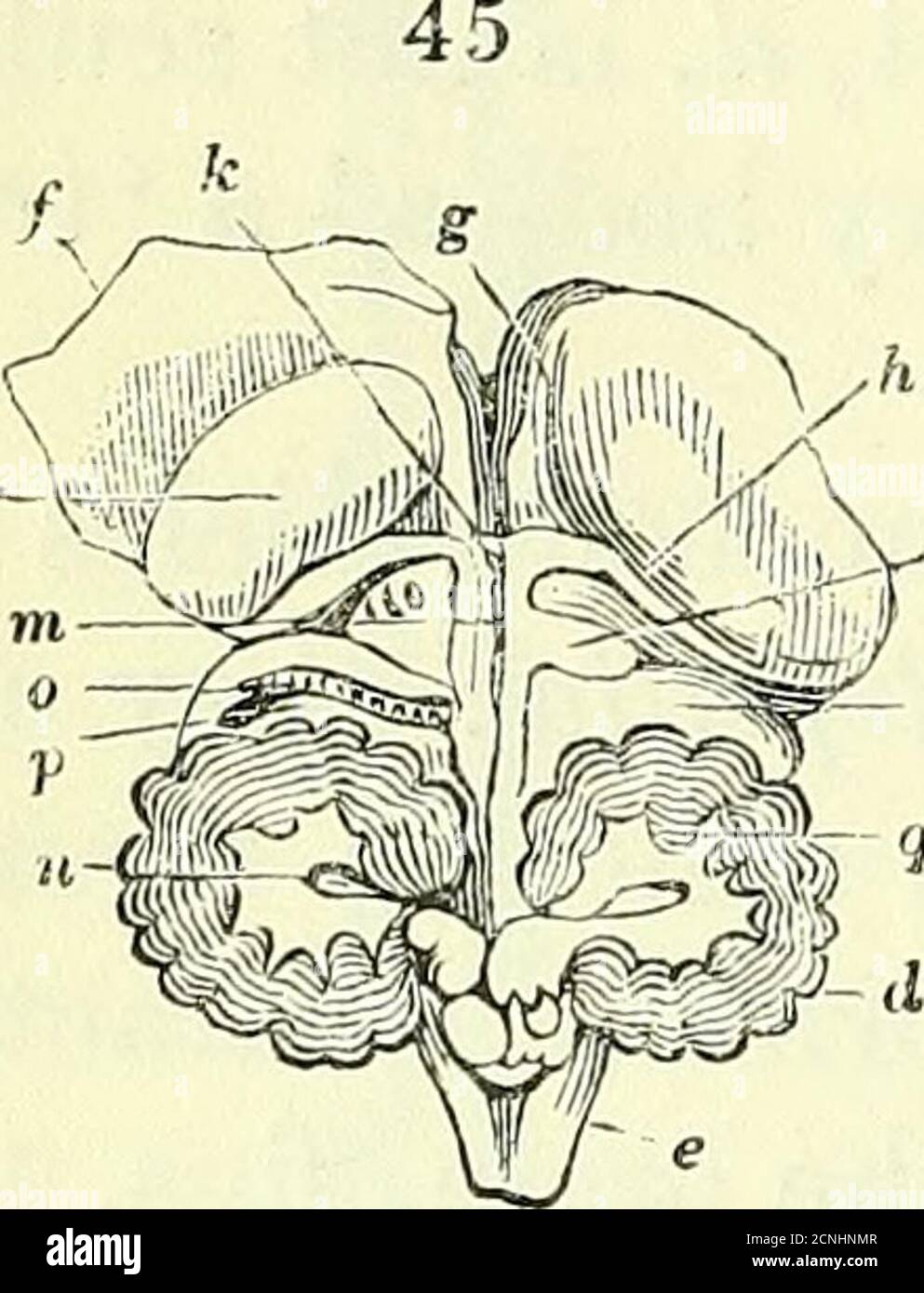 . On the anatomy of vertebrates [electronic resource] . Brain of Sea ...