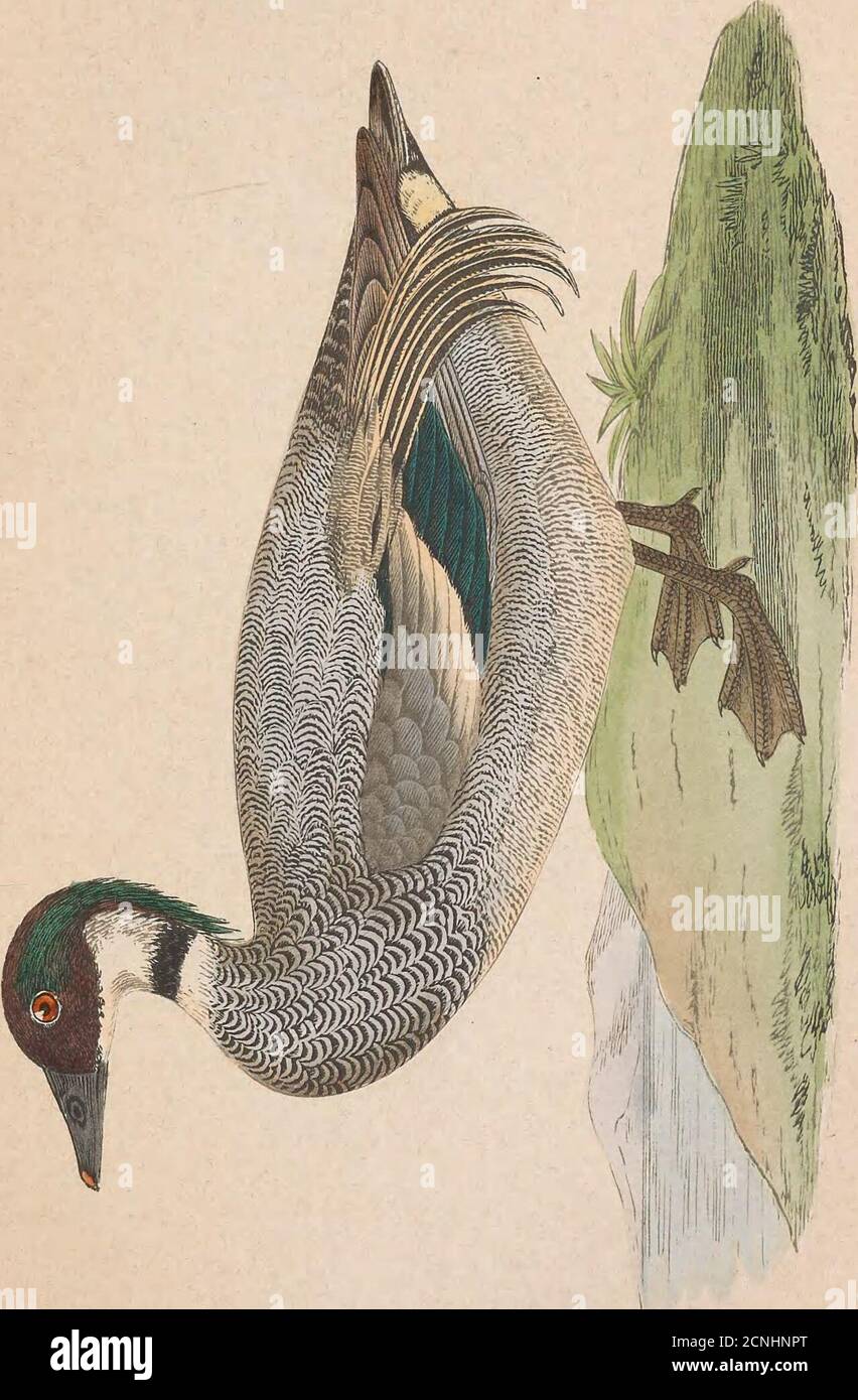 . A history of the birds of Europe, not observed in the British Isles ...