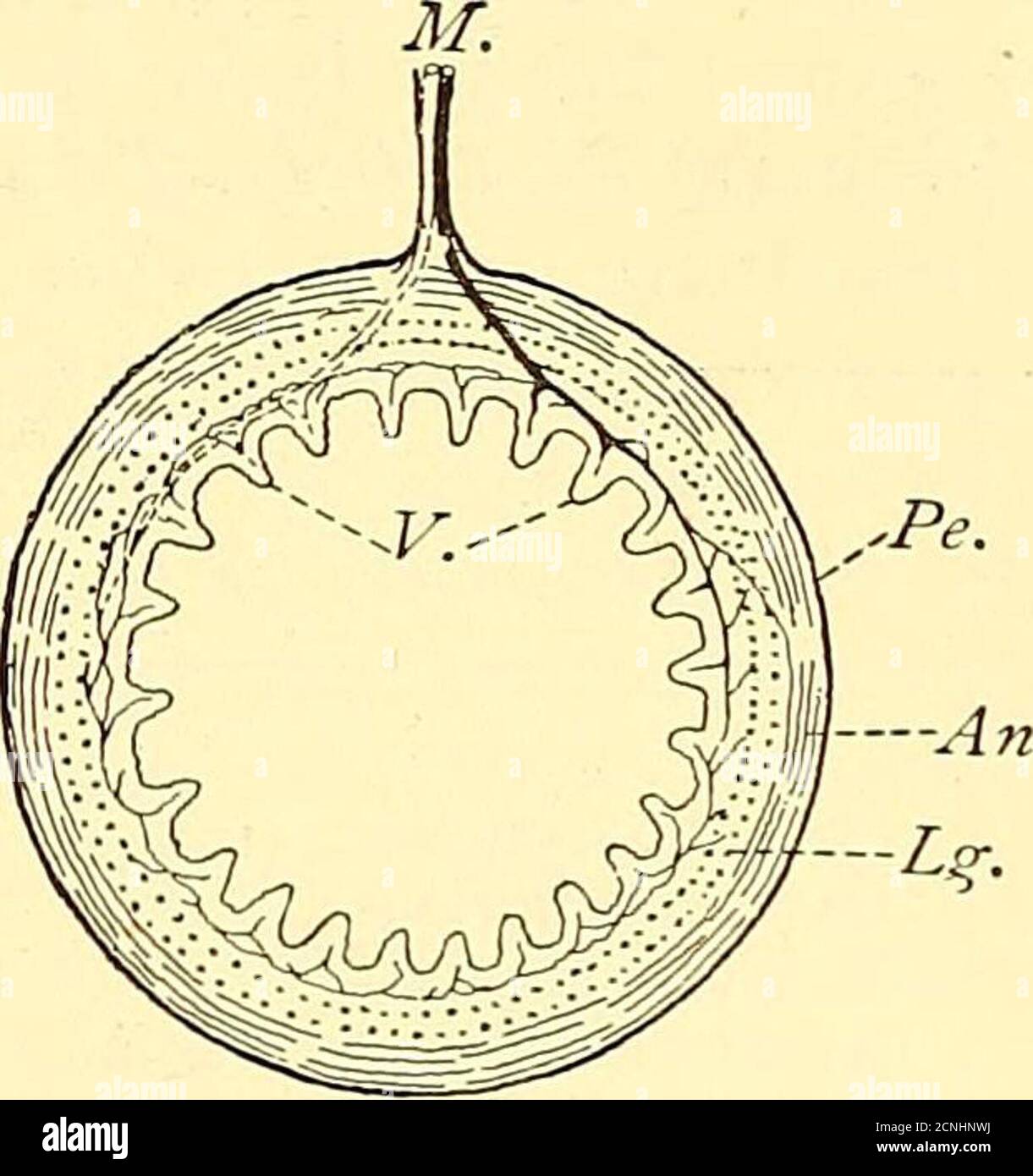 Transverse section artery and vein hi-res stock photography and images ...