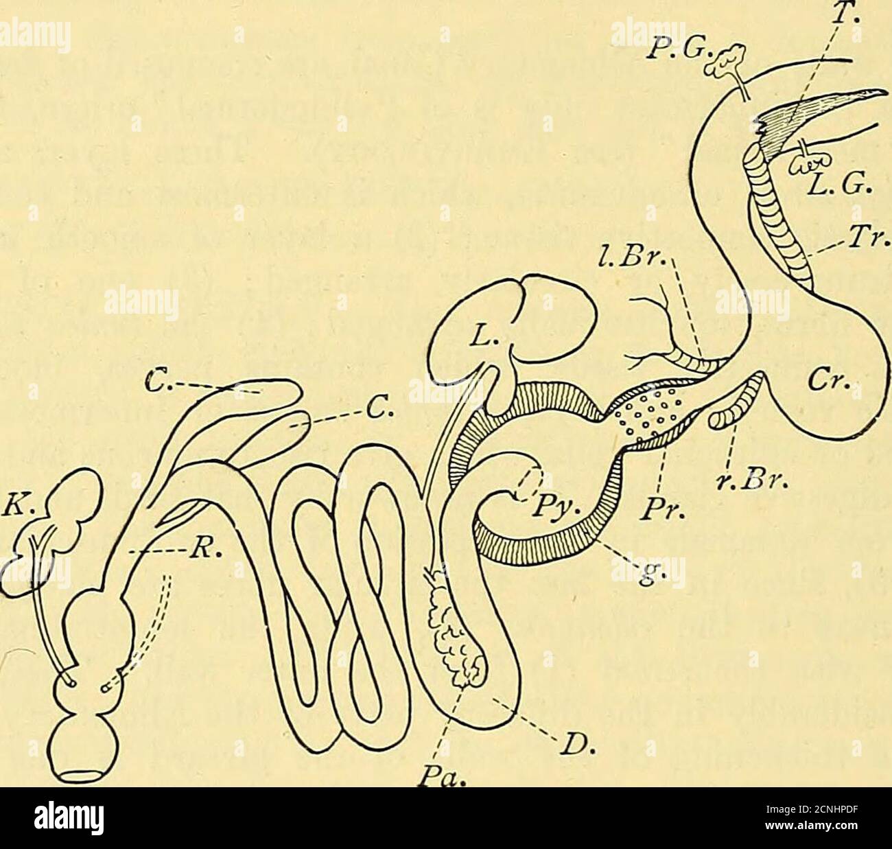 Digestive system loop hi-res stock photography and images - Alamy
