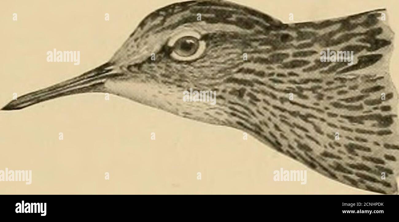 Pale wing rump feathers hi-res stock photography and images - Alamy