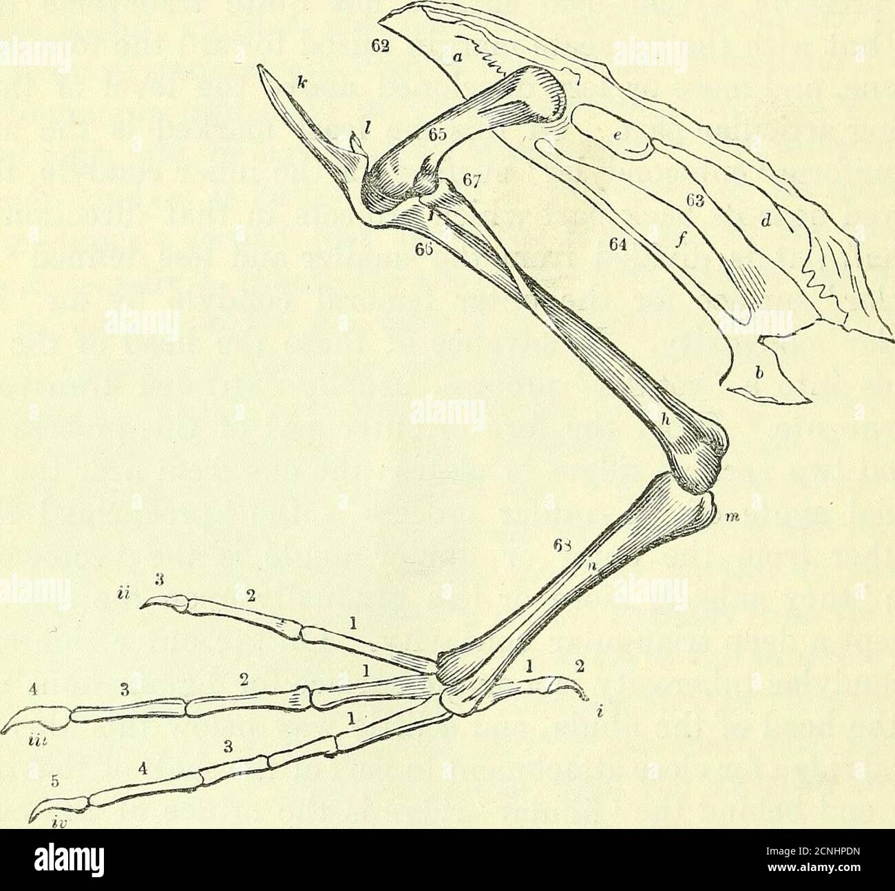 . On the anatomy of vertebrates [electronic resource] . directions to ...