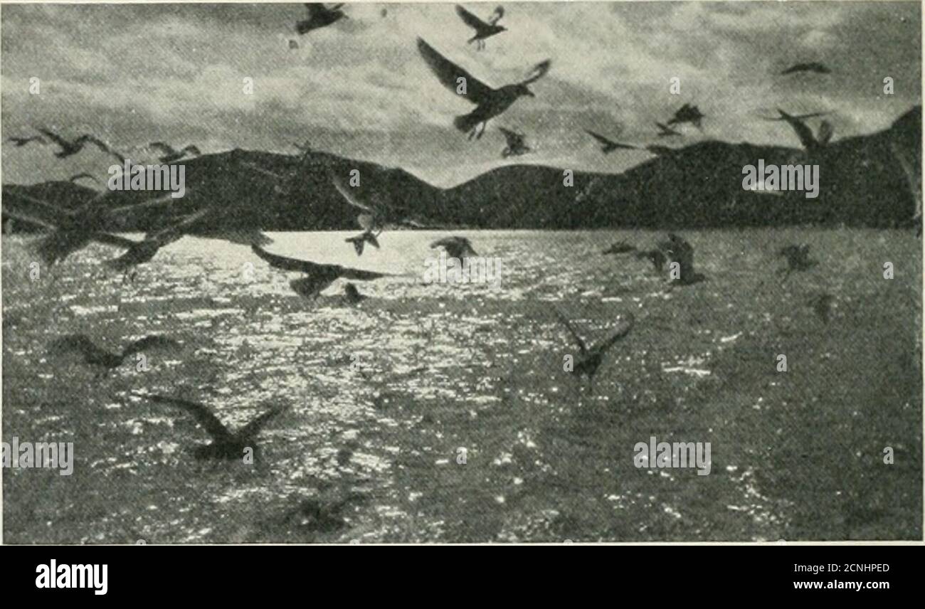 Old squaw ducks hi-res stock photography and images - Alamy