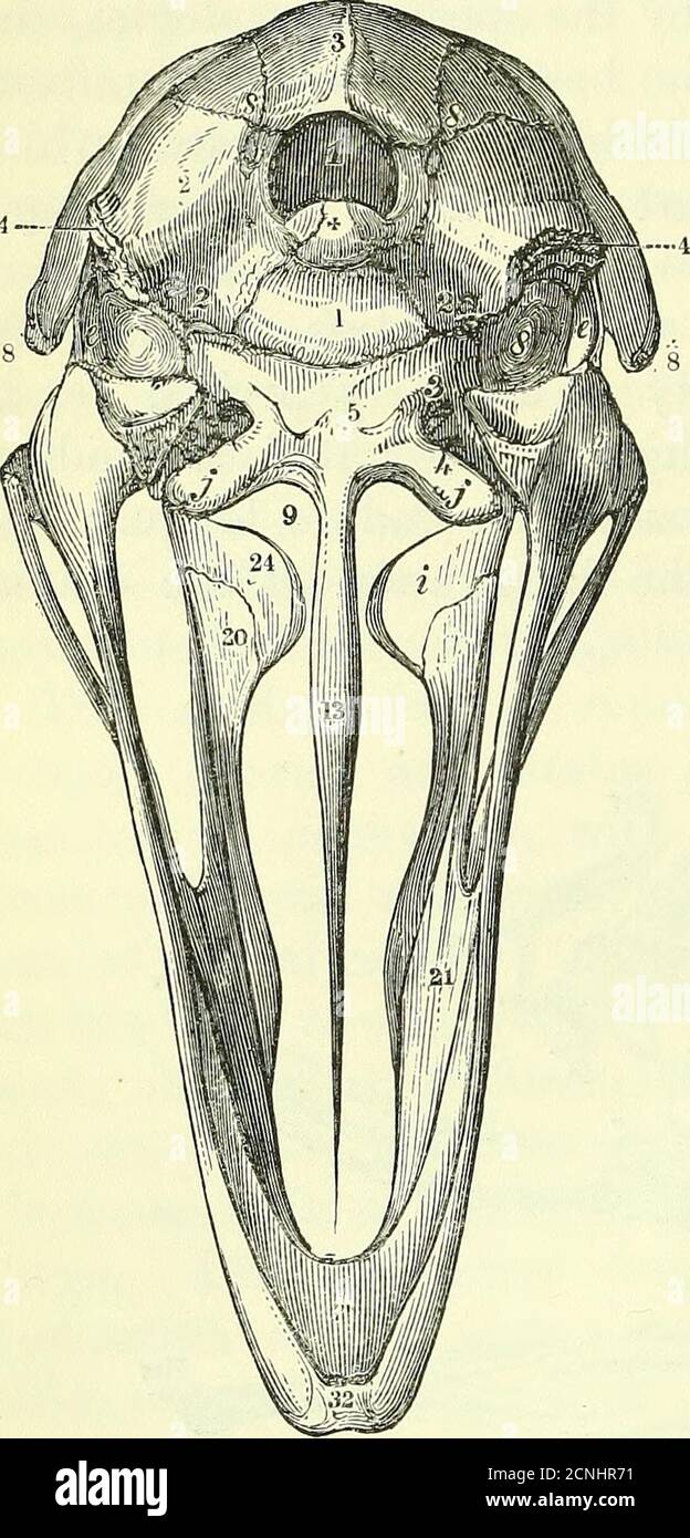 Bird cartilage hi-res stock photography and images - Alamy