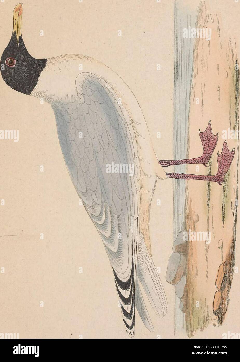 . A history of the birds of Europe, not observed in the British Isles ...