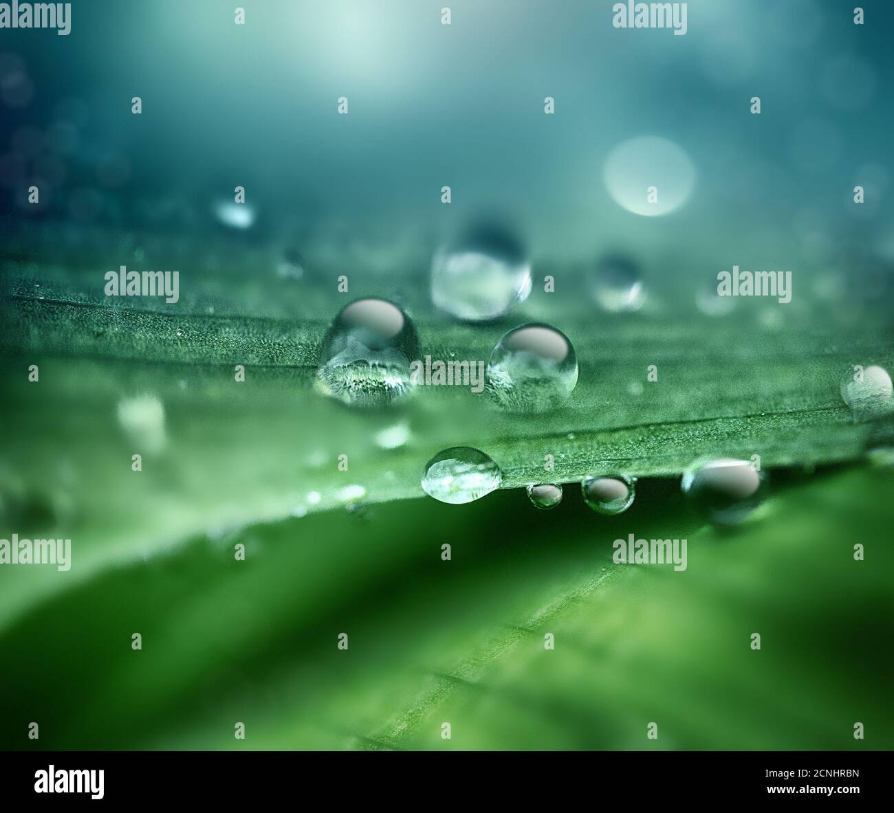 drops of dew on a close-up sheet Stock Photo - Alamy