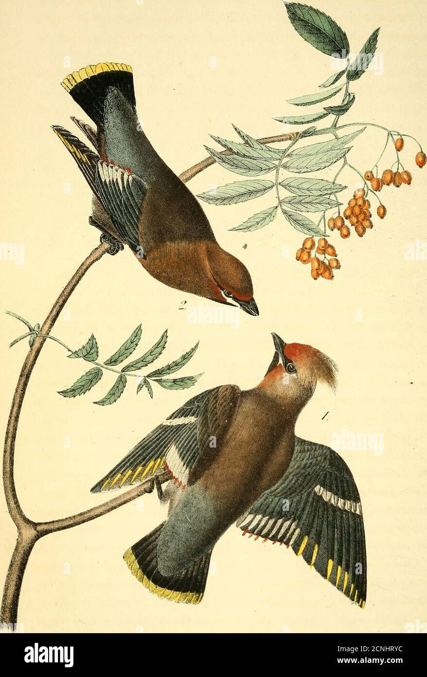 . The birds of America : from drawings made in the United States and ...