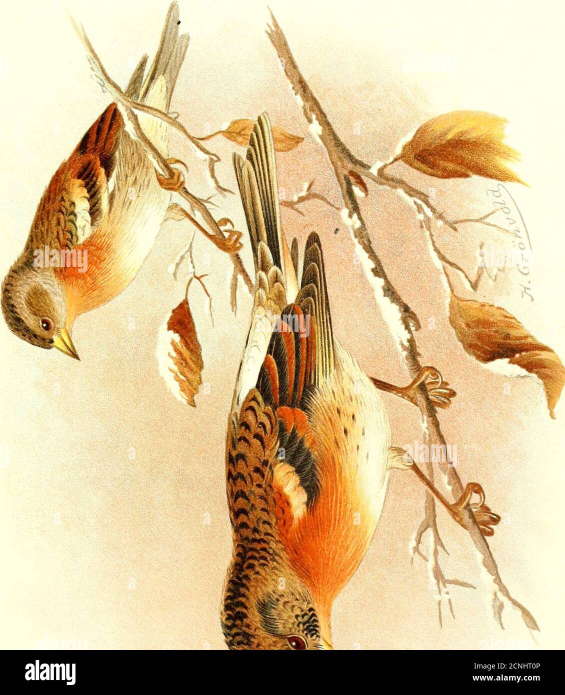 . Birds of Great Britain and Ireland . eding phnnage has the upper ...