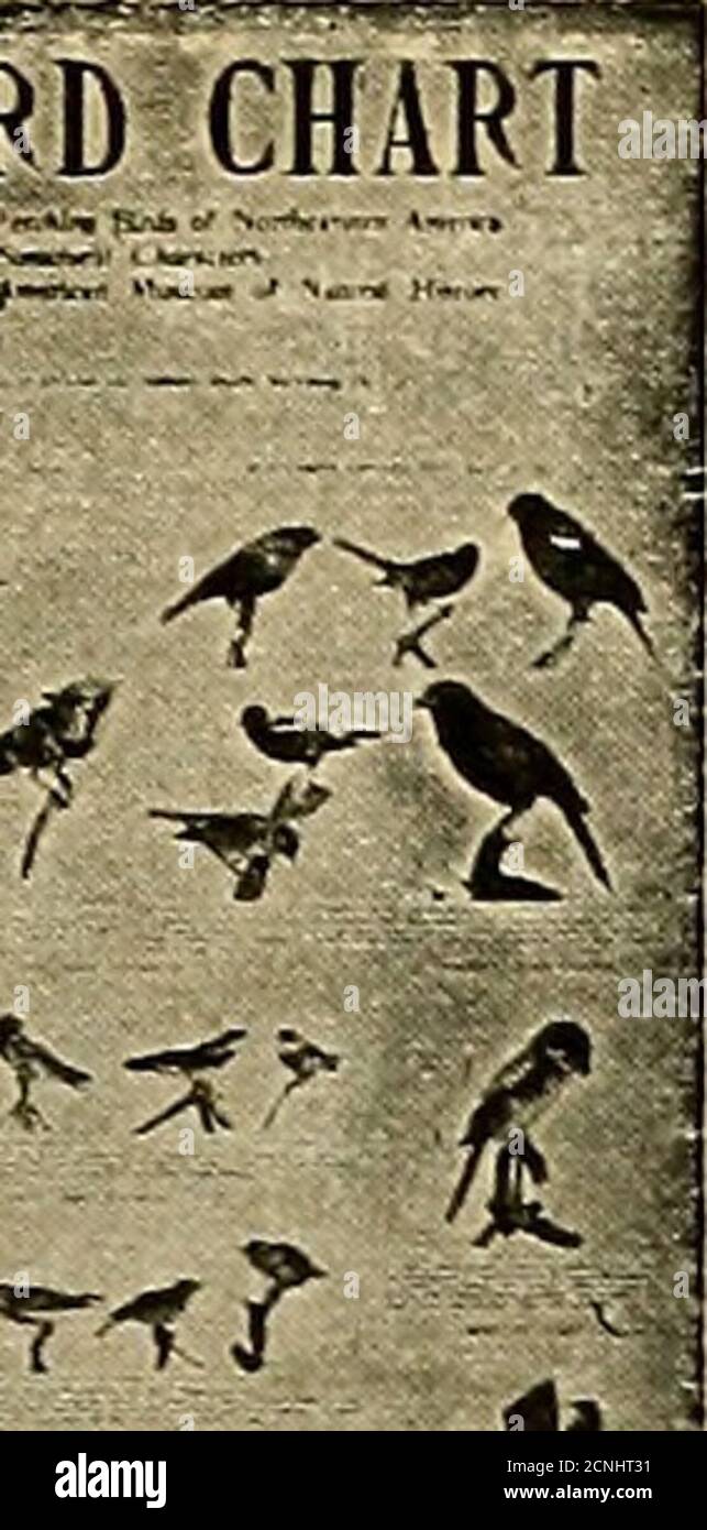 . Bird lore . USE OF BIRD-PROTECTION! Mm^ M* iX- The Educational ...