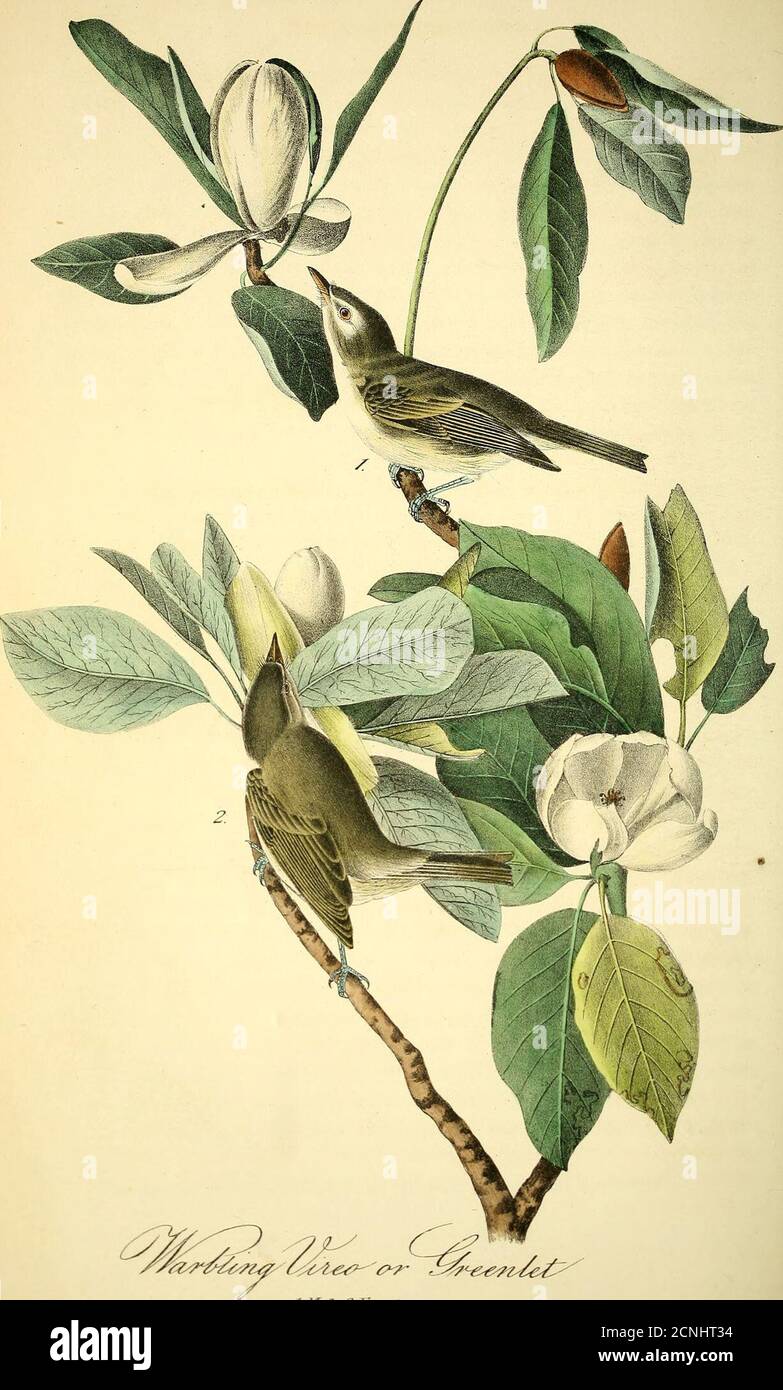Olive to grey upper body feathers hi-res stock photography and images ...