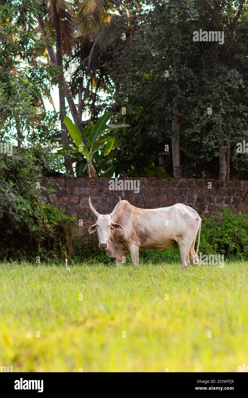 Vertical shot of a white bovine ox grazing in an agricultural field in ...