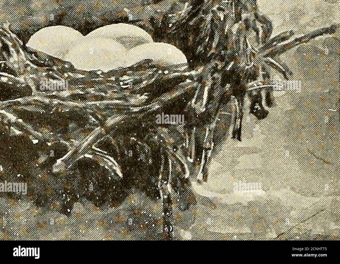 . Bird lore . ii r Stock Photo - Alamy