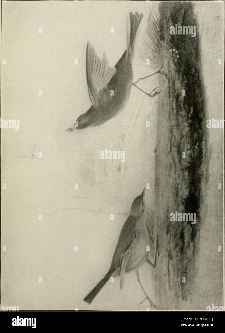 Magpie trap hi-res stock photography and images - Alamy