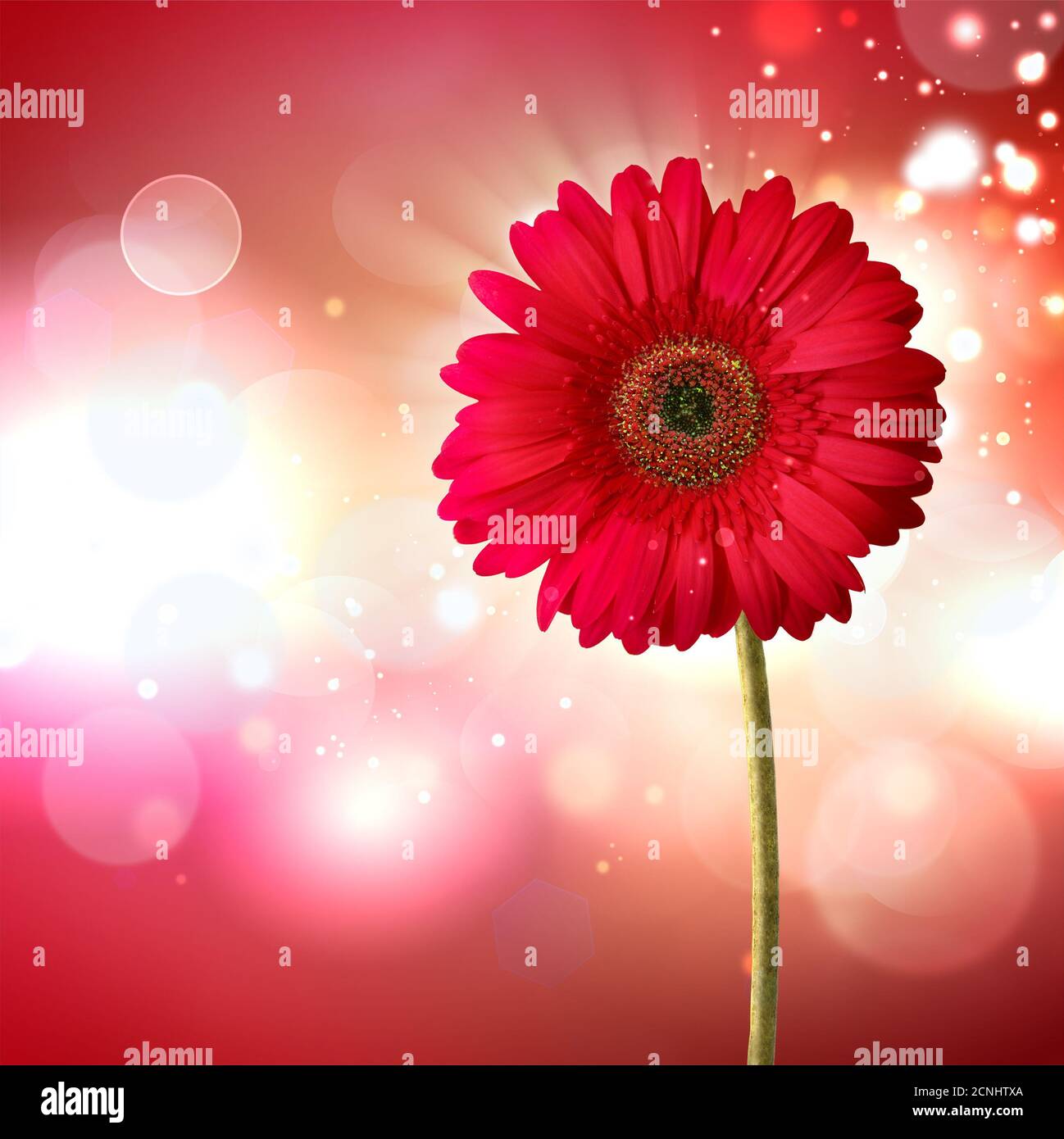 Gerbera flower detail hi-res stock photography and images - Alamy