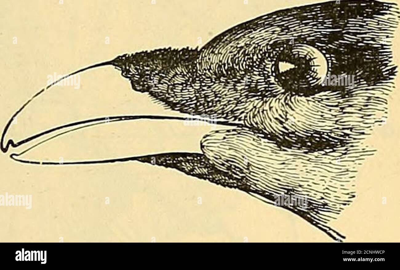 Bird Nervous System